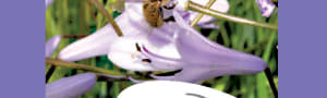BBKA Guide to Beekeeping – 2nd edition | British Beekeepers Association