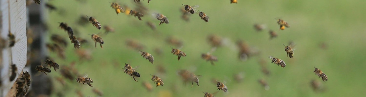 Bees and Schools | British Beekeepers Association