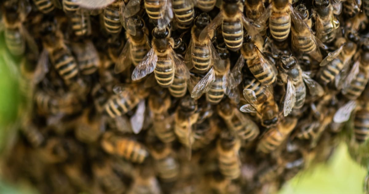 Honey Bee Swarms Information