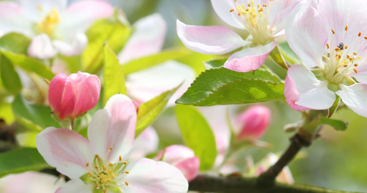 Spring Planting for Bees | British Beekeepers Association