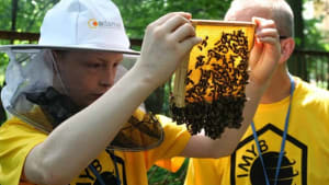 Honey | British Beekeepers Association