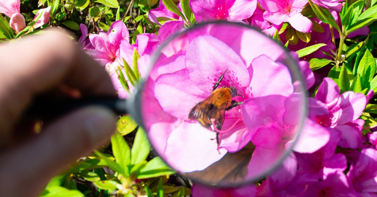 Bee Identification Guide