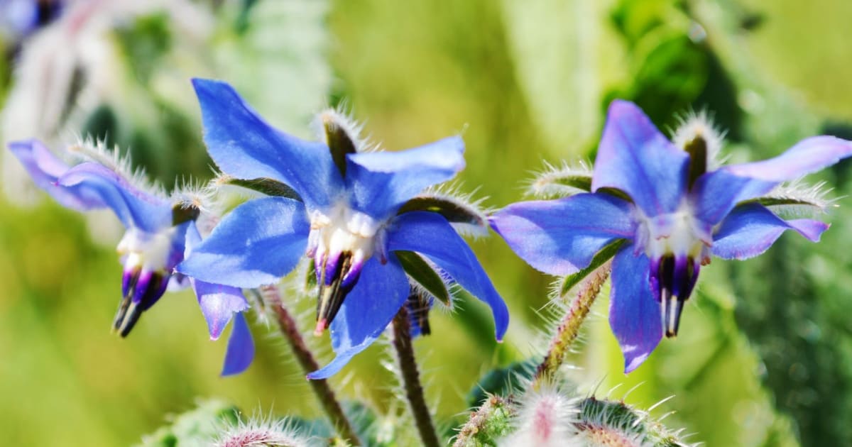 Seasonal Planting for Bees & Pollinators