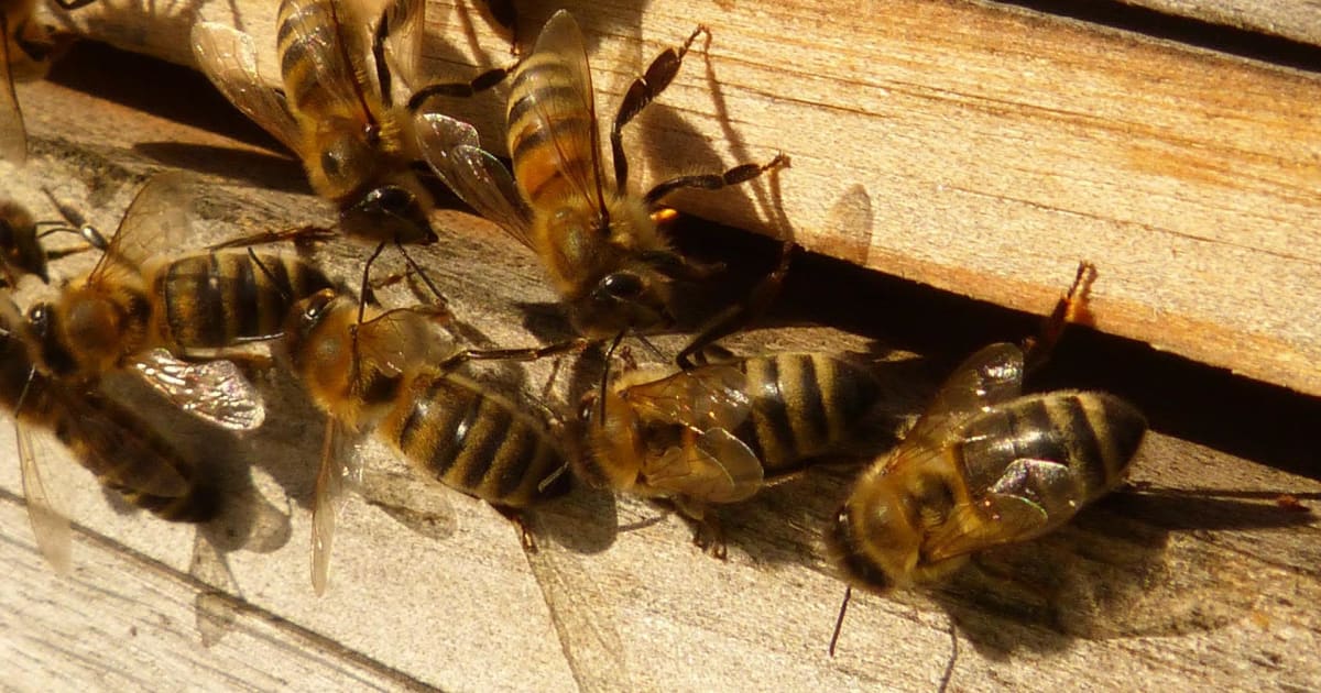 Getting Started with Beekeeping | British Beekeepers Association